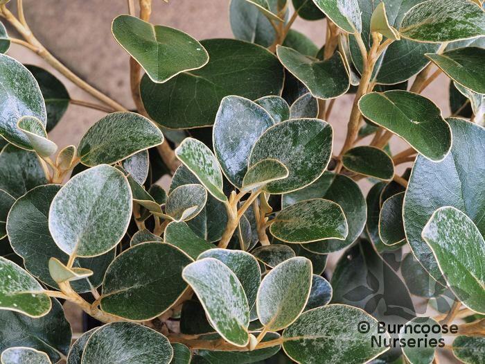 Brachyglottis Rotundifolia from Burncoose Nurseries