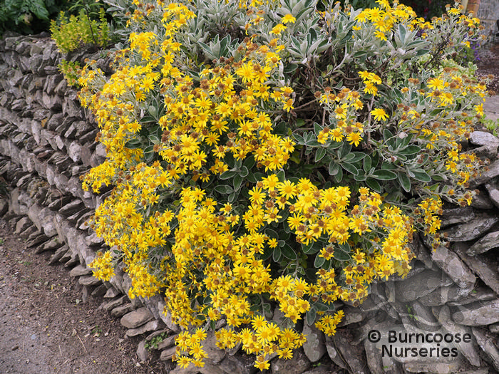 Brachyglottis 'Sunshine' from Burncoose Nurseries