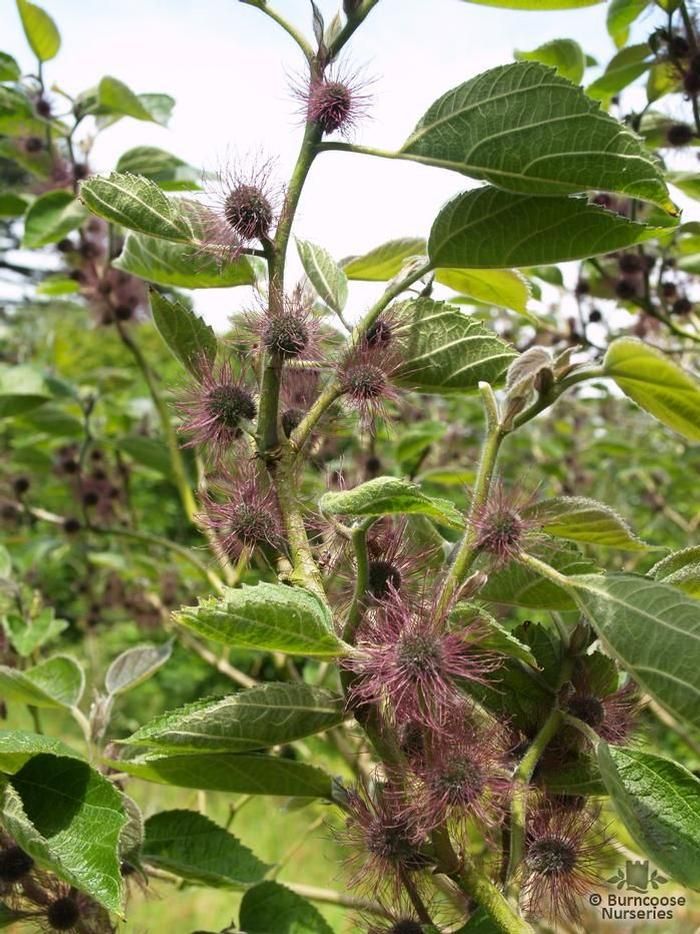 Broussonetia Papyrifera from Burncoose Nurseries