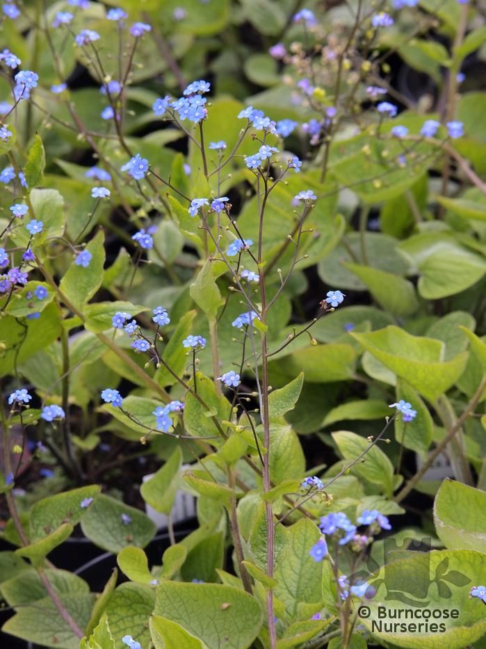 Brunnera Macrophylla from Burncoose Nurseries