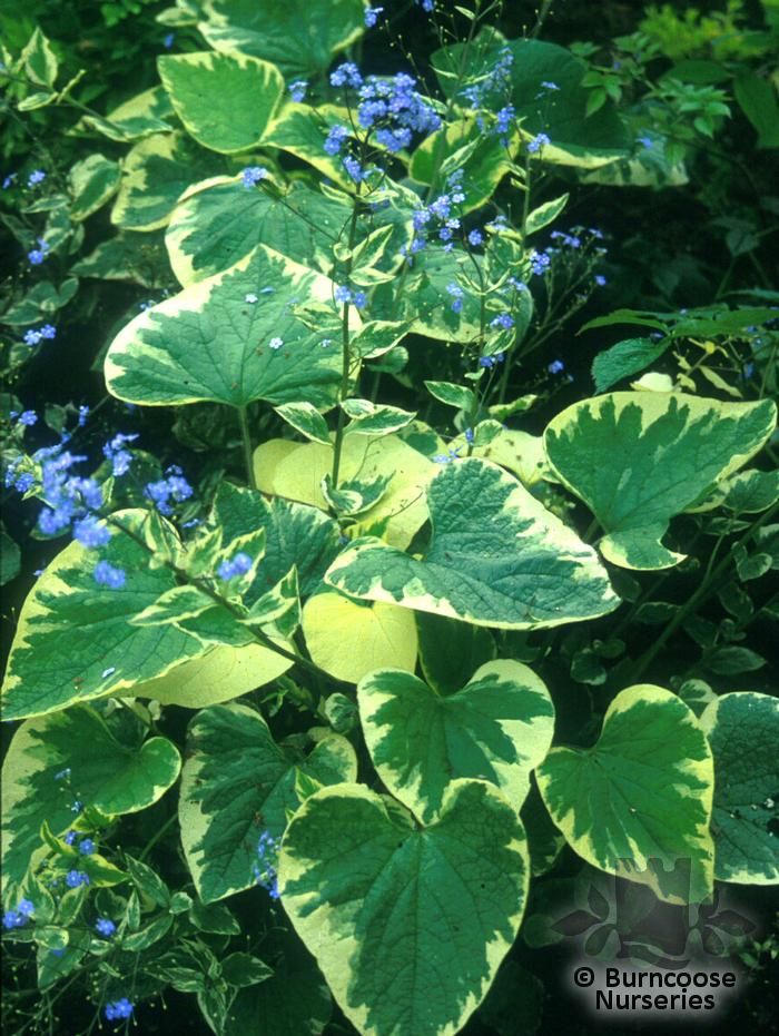 Brunnera from Burncoose Nurseries