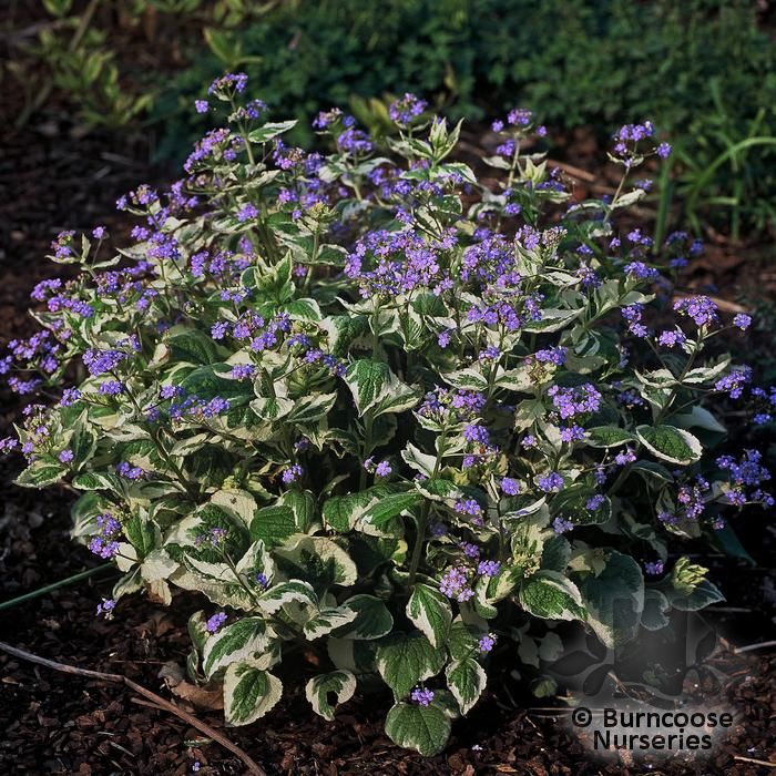 Brunnera from Burncoose Nurseries
