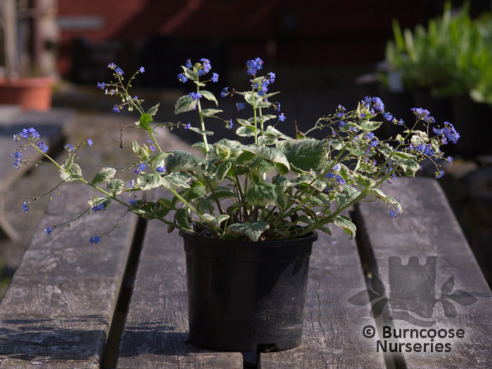 Brunnera Macrophylla 'Variegata' from Burncoose Nurseries
