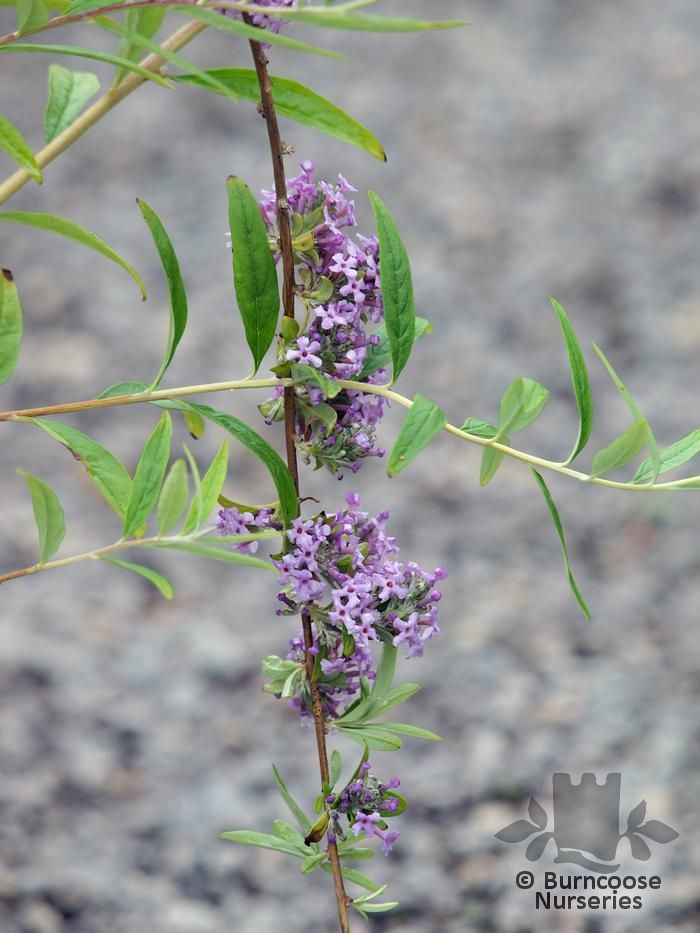 Buddleja from Burncoose Nurseries