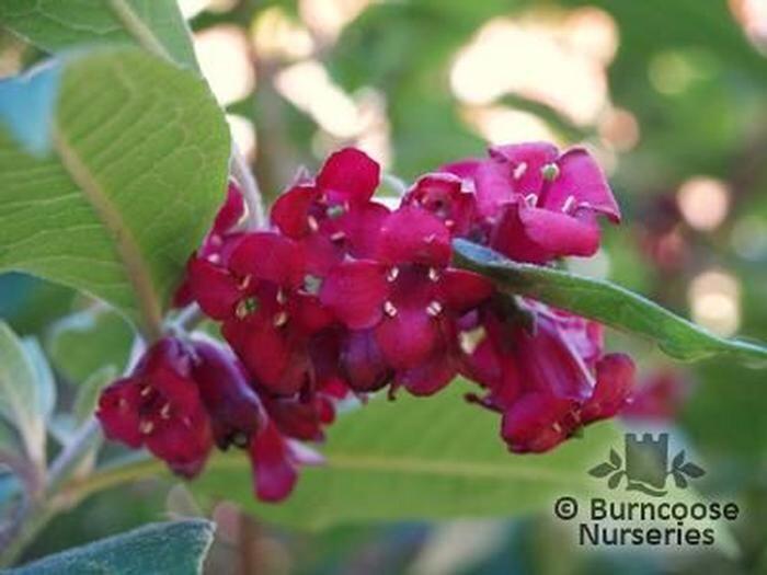 Buddleja Colvilei from Burncoose Nurseries
