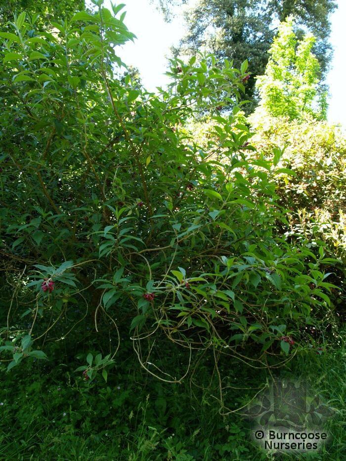 Buddleja Colvilei from Burncoose Nurseries