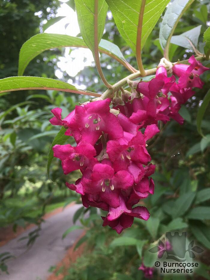 Buddleja Colvilei from Burncoose Nurseries