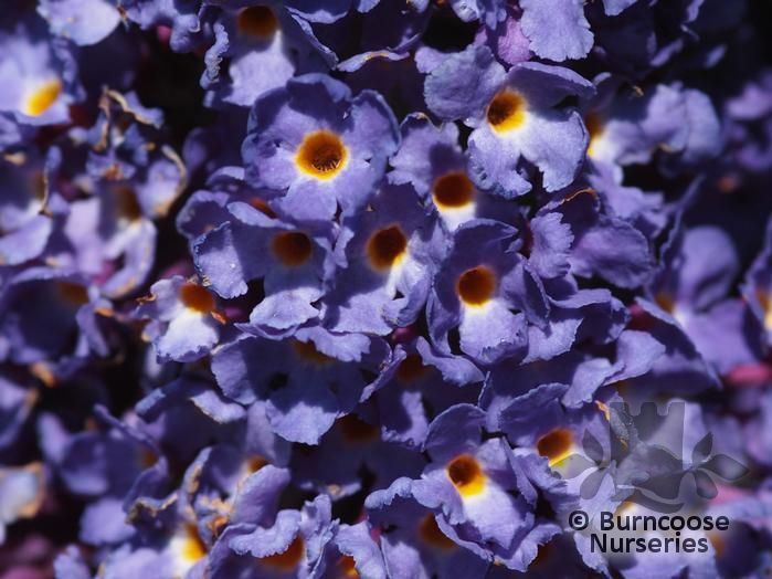 Buddleja Davidii 'Adonis Blue' from Burncoose Nurseries