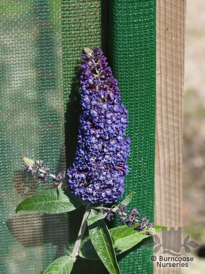 Buddleja Davidii 'Adonis Blue' from Burncoose Nurseries