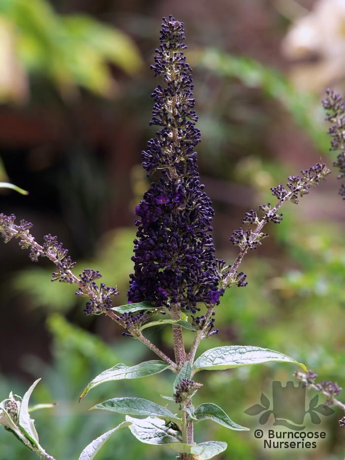 Buddleja Davidii 'Black Knight' from Burncoose Nurseries