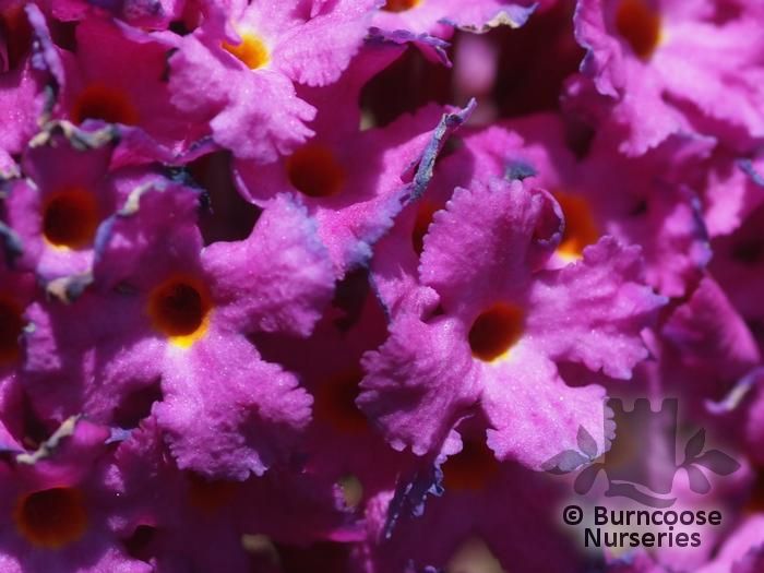 Buddleja Davidii 'Harlequin' from Burncoose Nurseries