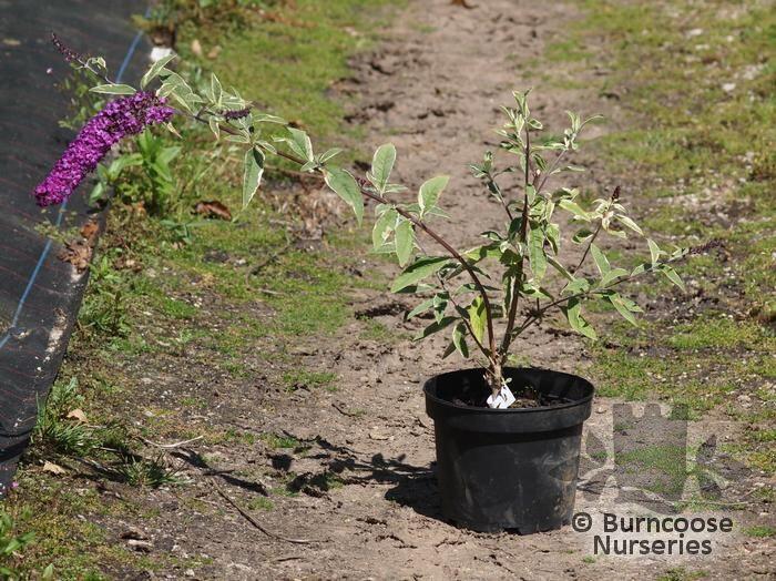 Buddleja Davidii 'Harlequin' from Burncoose Nurseries