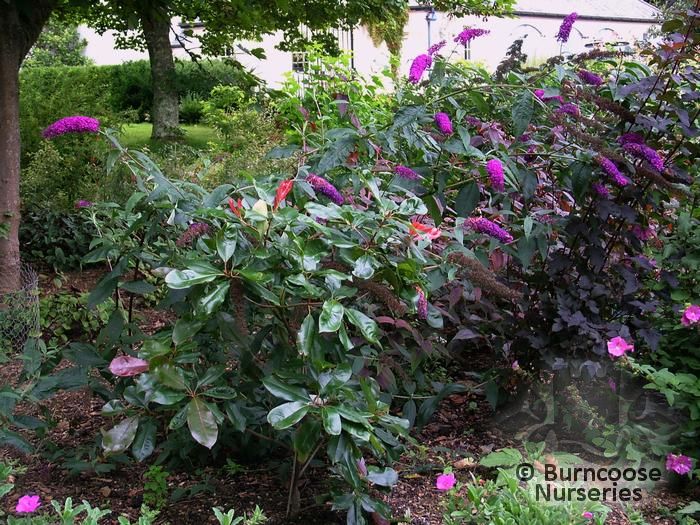 Buddleja Davidii 'Royal Red' from Burncoose Nurseries