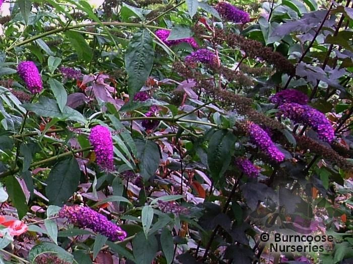 Buddleja Davidii 'Royal Red' from Burncoose Nurseries