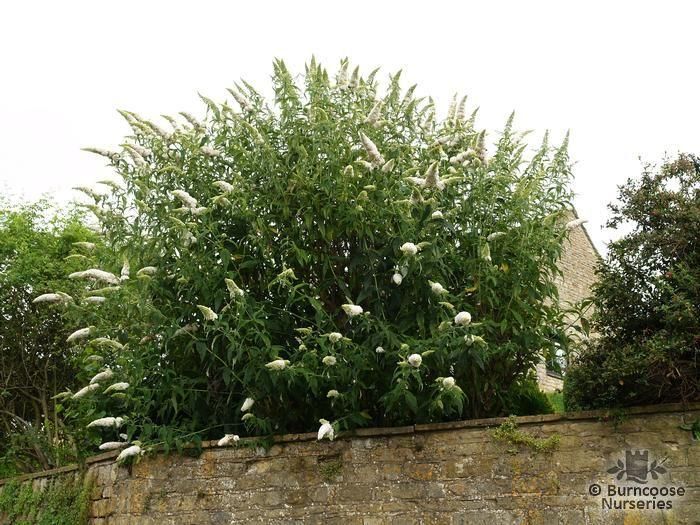 Buddleja Davidii 'White Profusion' from Burncoose Nurseries