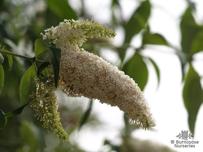 Buddleja Davidii 'White Profusion' from Burncoose Nurseries