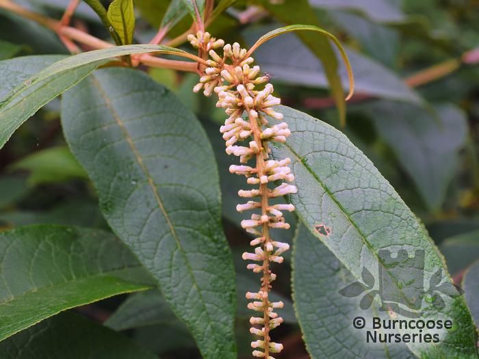 Buddleja Forrestii from Burncoose Nurseries