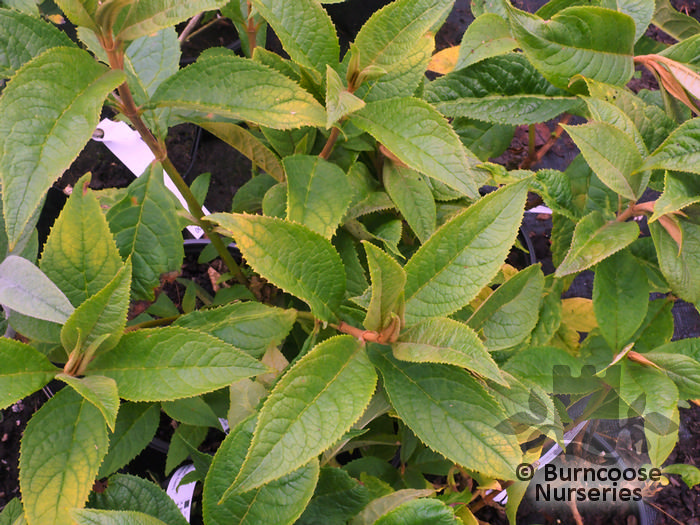 Buddleja Forrestii from Burncoose Nurseries
