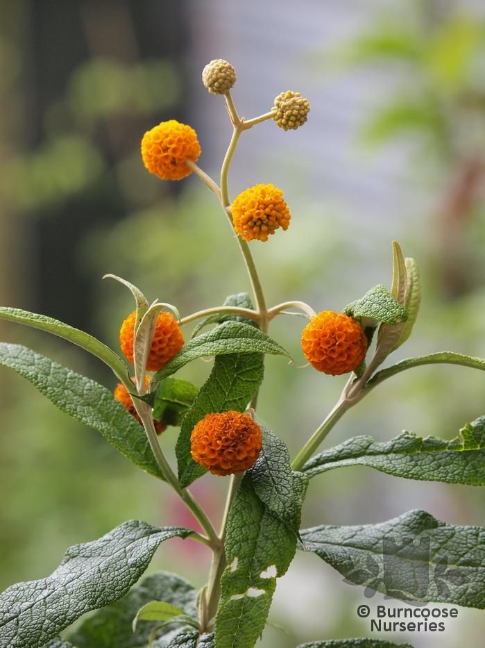 Buddleja Globosa from Burncoose Nurseries