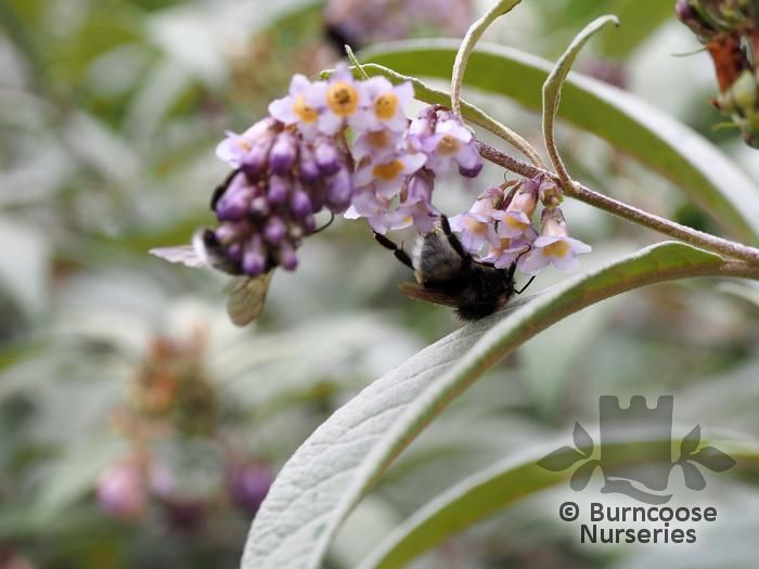 Buddleja Limitanea from Burncoose Nurseries