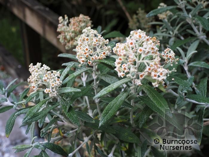 Buddleja Loricata from Burncoose Nurseries