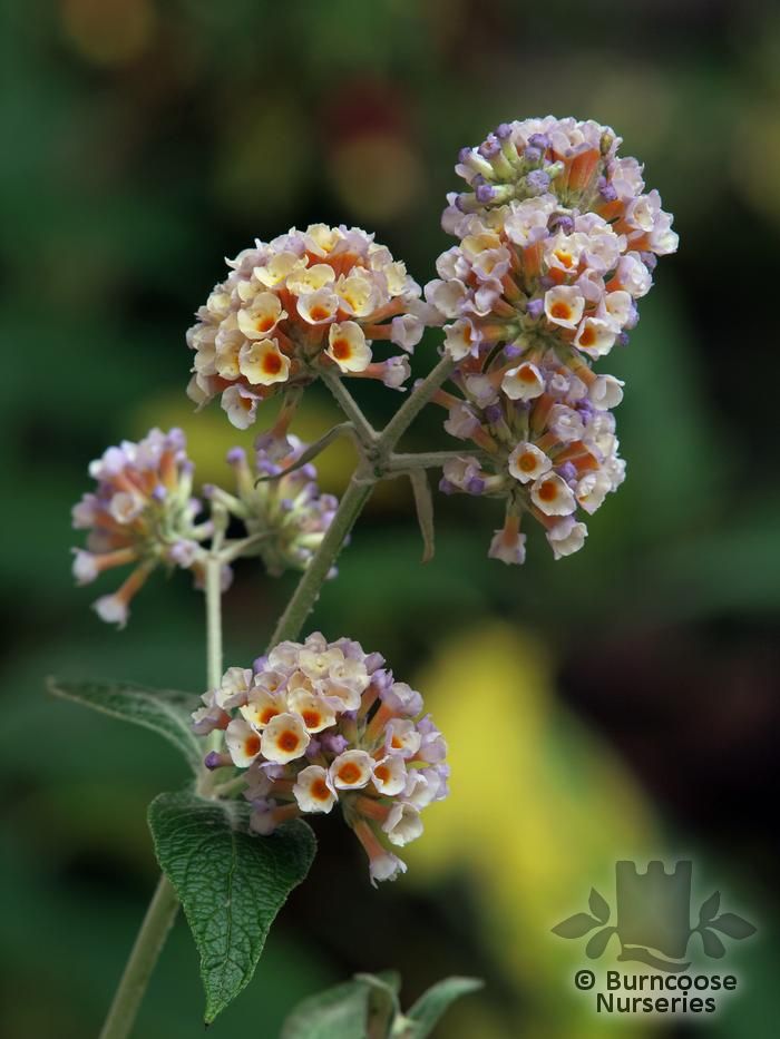 Buddleja X Weyeriana 'Moonlight' from Burncoose Nurseries
