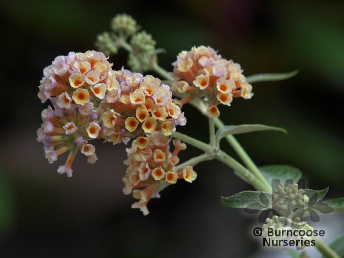 Buddleja X Weyeriana 'Moonlight' from Burncoose Nurseries