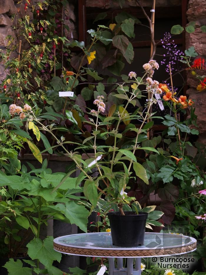 Buddleja X Weyeriana 'Moonlight' from Burncoose Nurseries