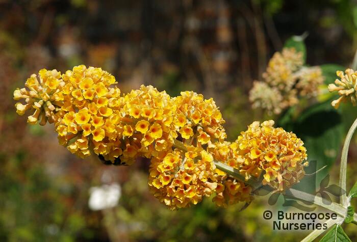 Buddleja X Weyeriana 'Sungold' from Burncoose Nurseries