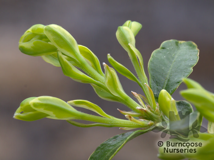 Buxus from Burncoose Nurseries