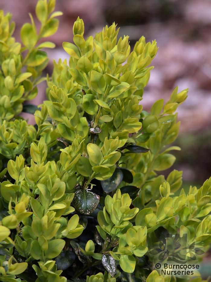 Buxus Sempervirens from Burncoose Nurseries