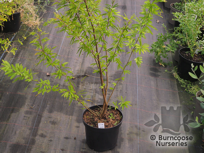 Calliandra Surinamensis from Burncoose Nurseries