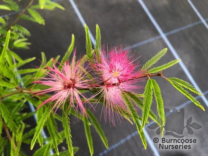 Calliandra from Burncoose Nurseries