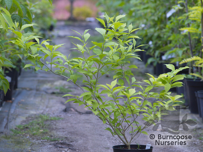 Callicarpa Japonica 'Leucocarpa' from Burncoose Nurseries