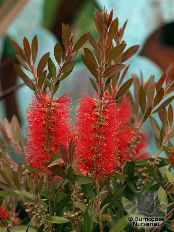 Callistemon Citrinus 'Splendens' from Burncoose Nurseries