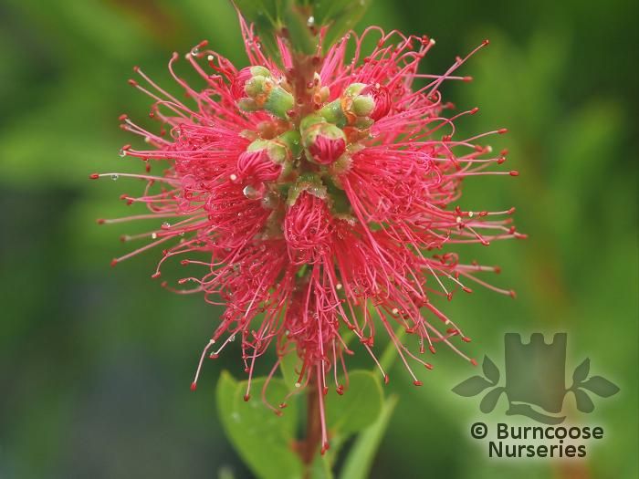 Callistemon 'Inferno' from Burncoose Nurseries
