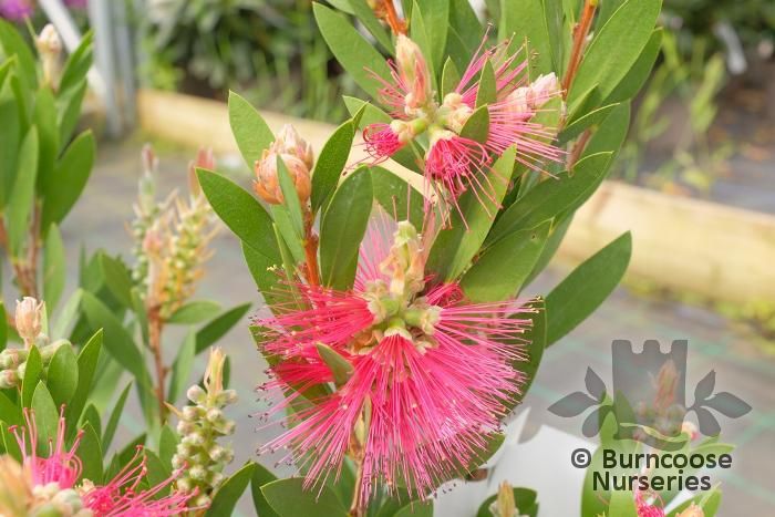 Callistemon 'Inferno' from Burncoose Nurseries