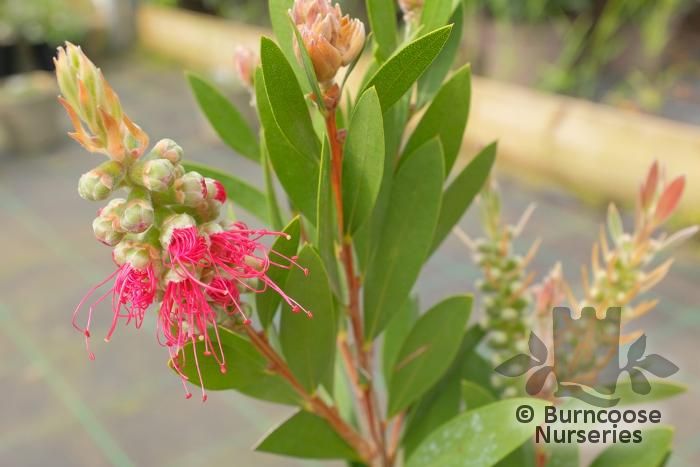 Callistemon 'Inferno' from Burncoose Nurseries