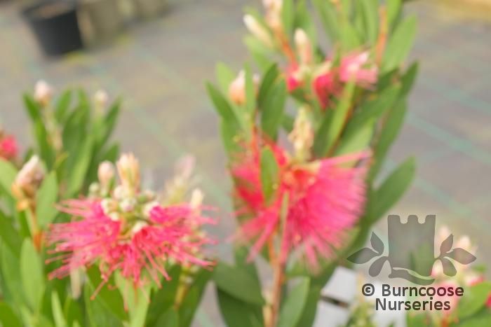 Callistemon 'Inferno' from Burncoose Nurseries