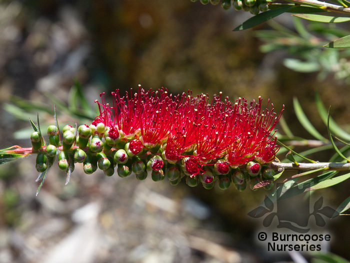 Buy Callistemon plants from Burncoose Nurseries