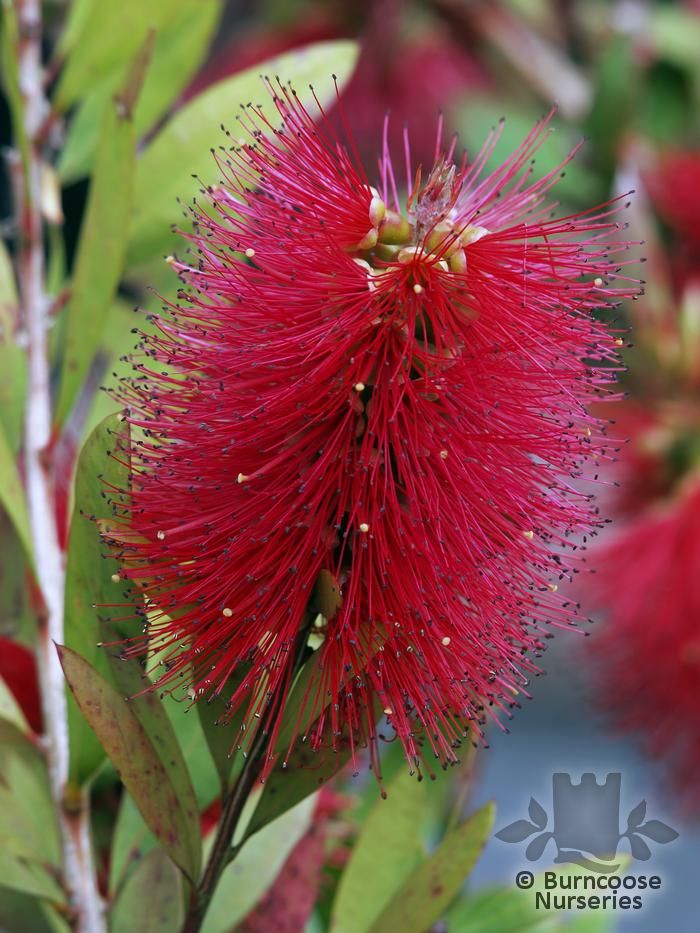 Callistemon Citrinus 'Red Cluster' from Burncoose Nurseries