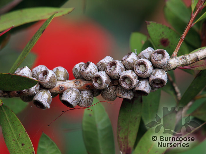 Callistemon Citrinus 'Red Cluster' from Burncoose Nurseries