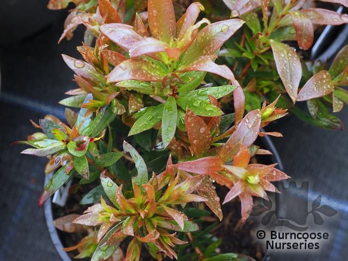 Callistemon 'Red Rocket' from Burncoose Nurseries