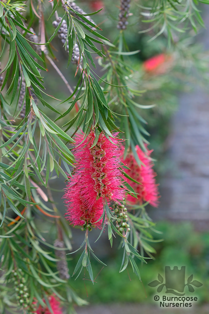 Callistemon Rigidus from Burncoose Nurseries