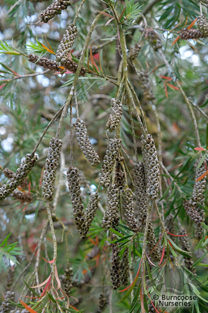 Callistemon Rigidus from Burncoose Nurseries
