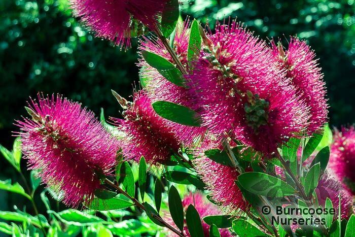 Callistemon Viminalis 'Hot Pink' from Burncoose Nurseries