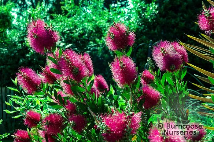 Callistemon Viminalis 'Hot Pink' from Burncoose Nurseries