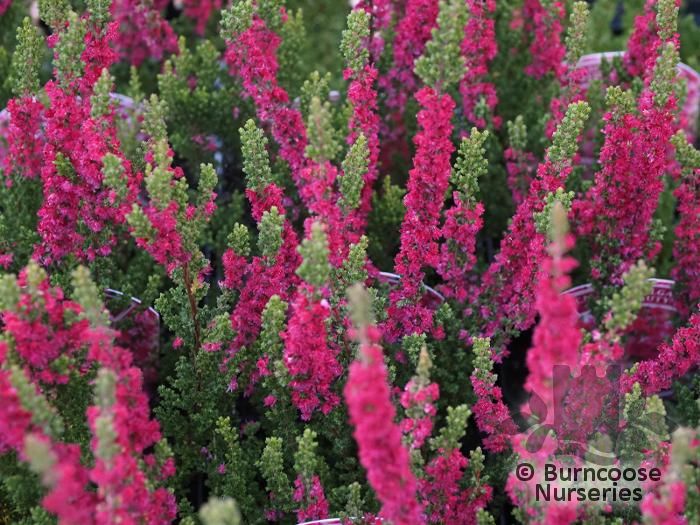 Heathers Calluna Vulgaris 'Red Beauty' from Burncoose Nurseries