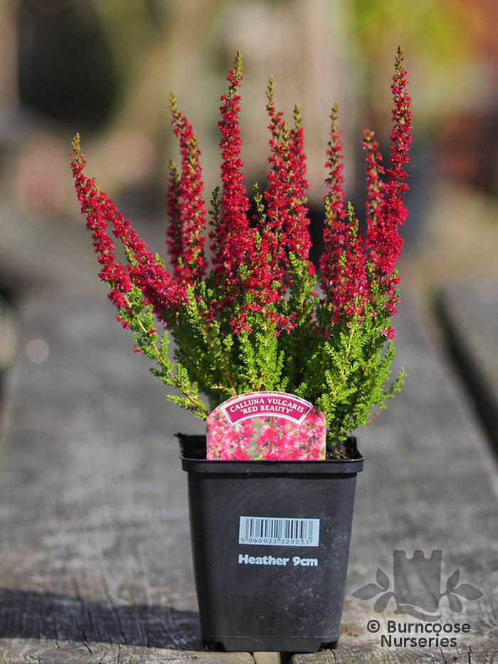 Heathers Calluna Vulgaris 'Red Beauty' from Burncoose Nurseries
