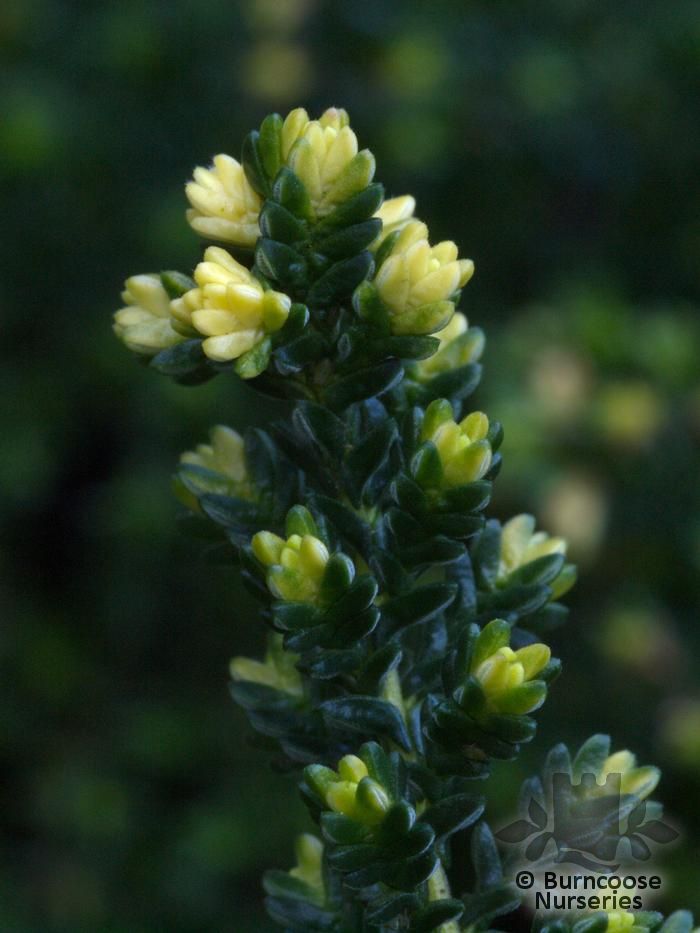 Heathers Calluna Vulgaris 'Spring Cream' from Burncoose Nurseries